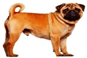 10 increíbles razas de perros de origen chino