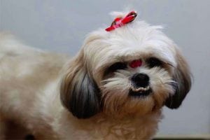 10 increíbles razas de perros de origen chino