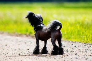 10 razze di cani di origine cinese: La nostra guida